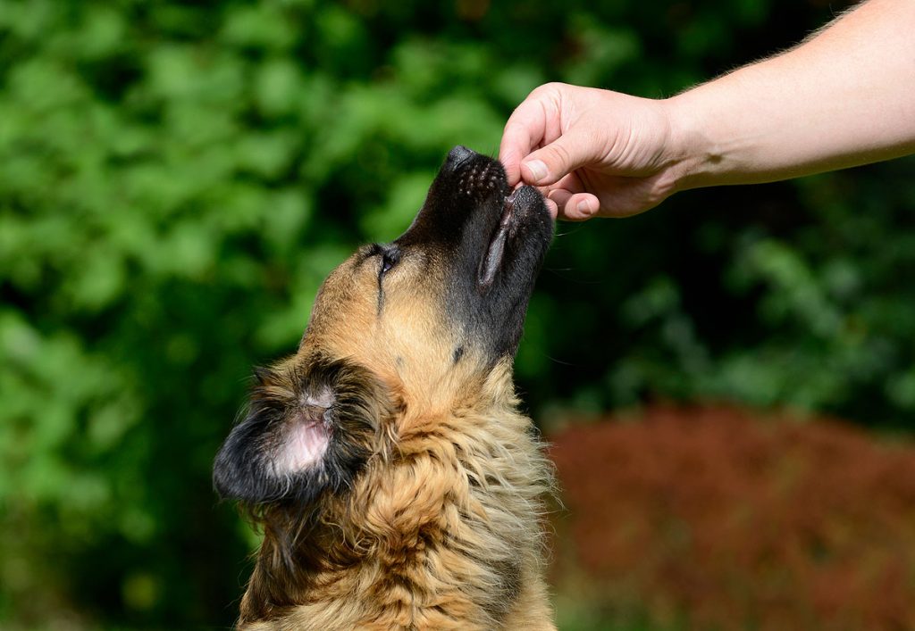 5 Tips for Dog Training | The Animal Bible